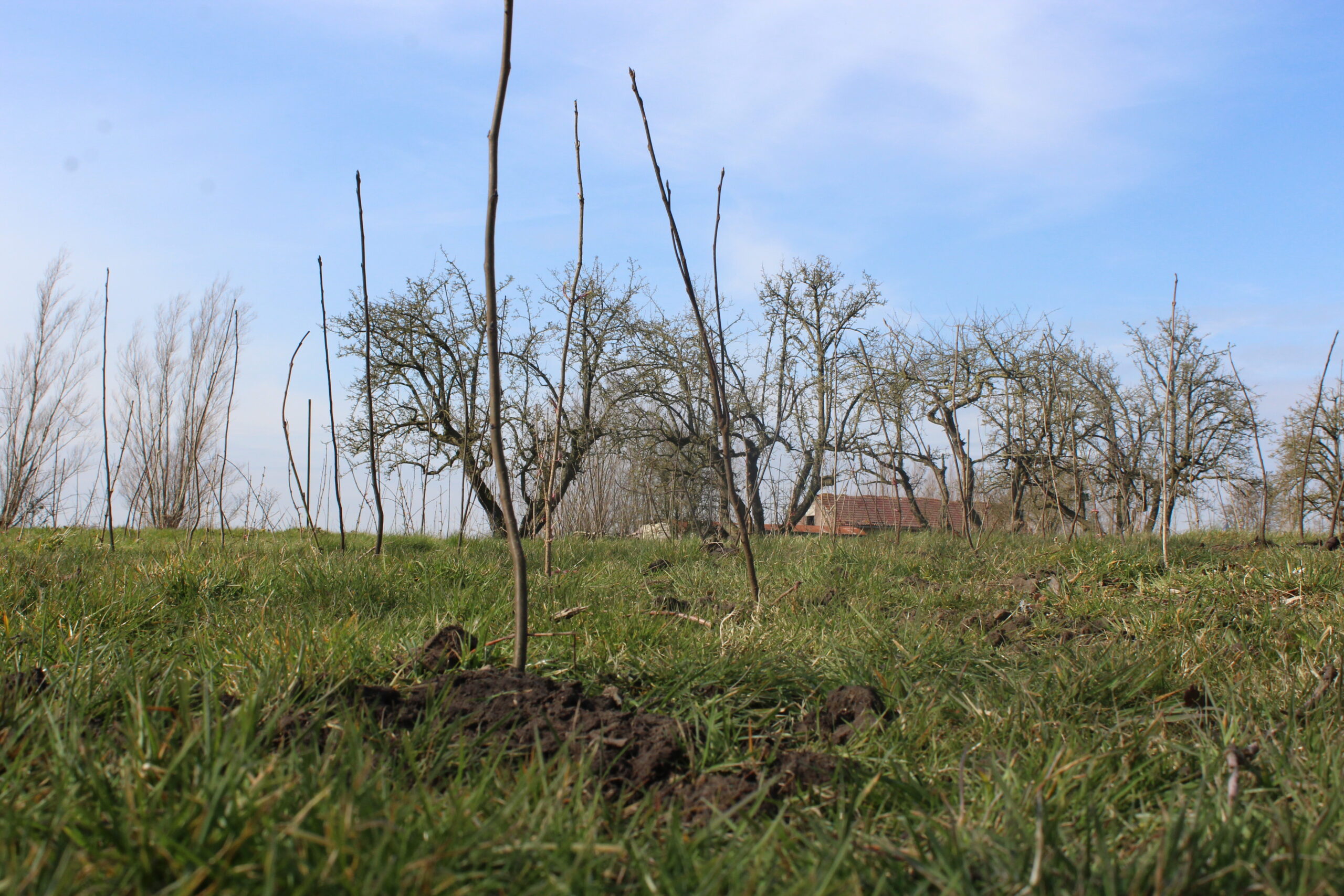 Beammen foar 't Landje van Dokkum! - FMF